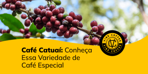 Café Catuaí: Conheça Essa Variedade De Café Especial