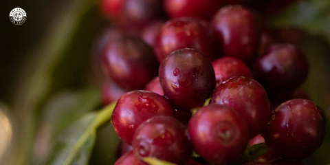Café Catuaí: Conheça Essa Variedade De Café Especial